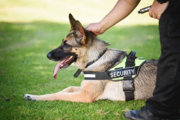 K9 Dogs Services I JSC Security Services